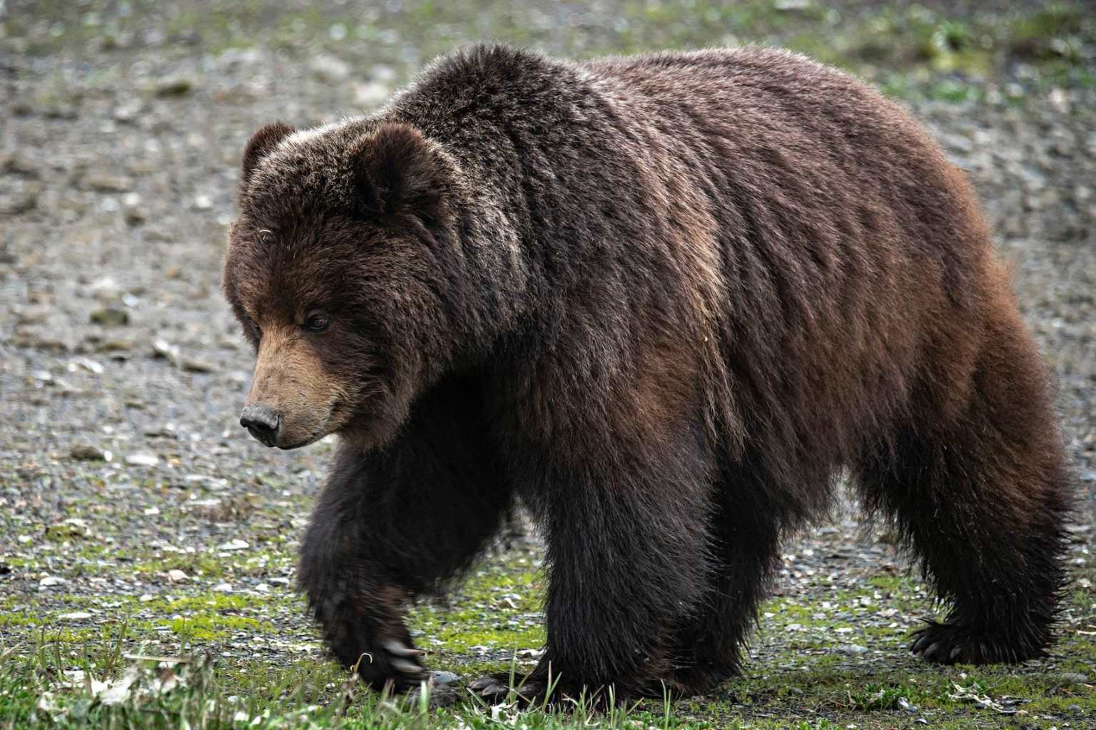 Juneau Bear Viewing - Wild Coast Excursions