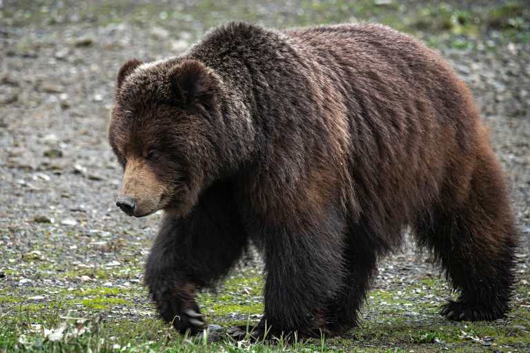 Juneau Bear Viewing - Wild Coast Excursions