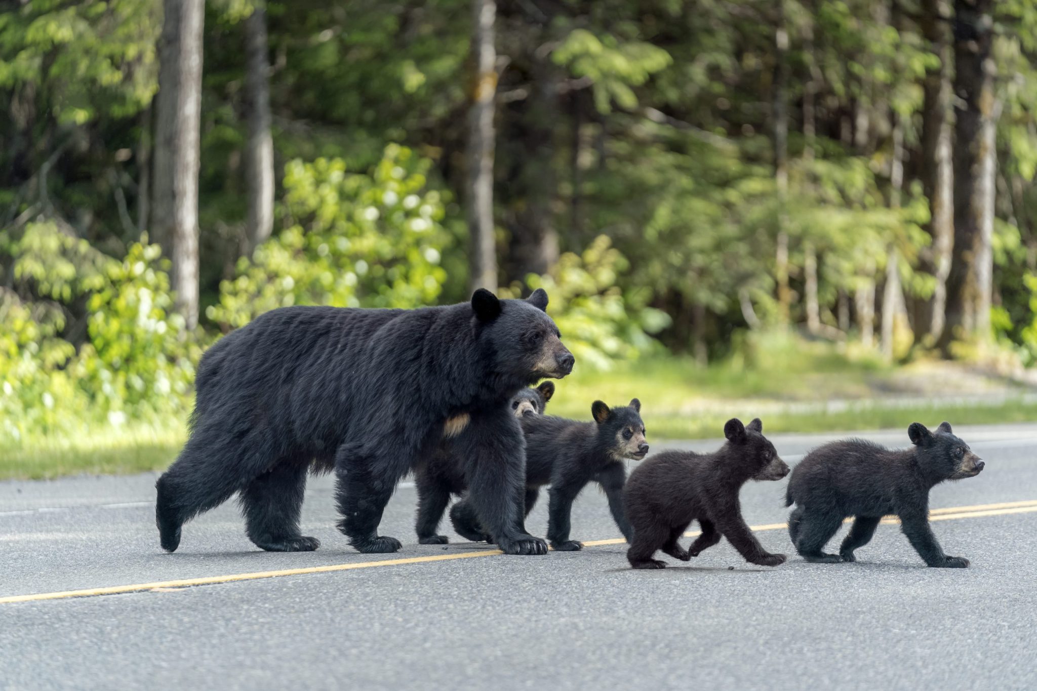 Where to See Bears in Juneau (2026 Local Guide Update)