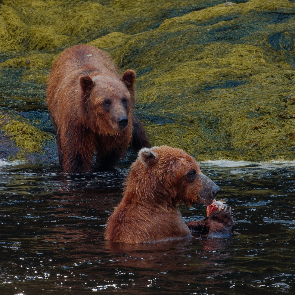 Best Time to See Bears in Juneau: Month-by-Month Guide 2026