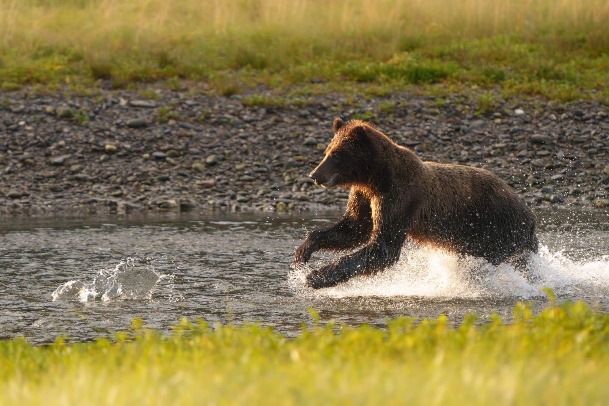 Best Time to See Bears in Juneau: Month-by-Month Guide 2026